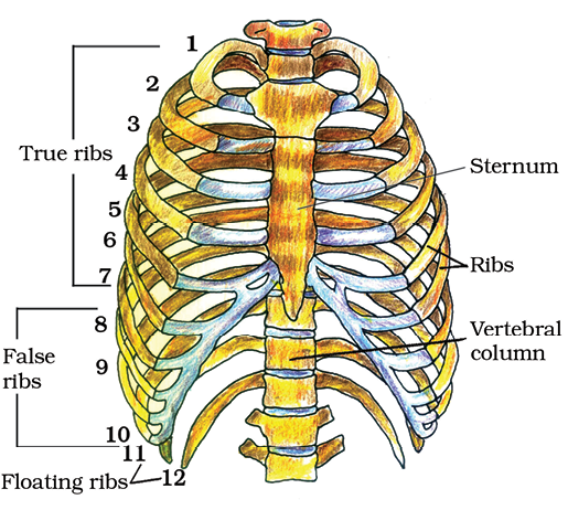 20: Locomotion and movement / Biology
